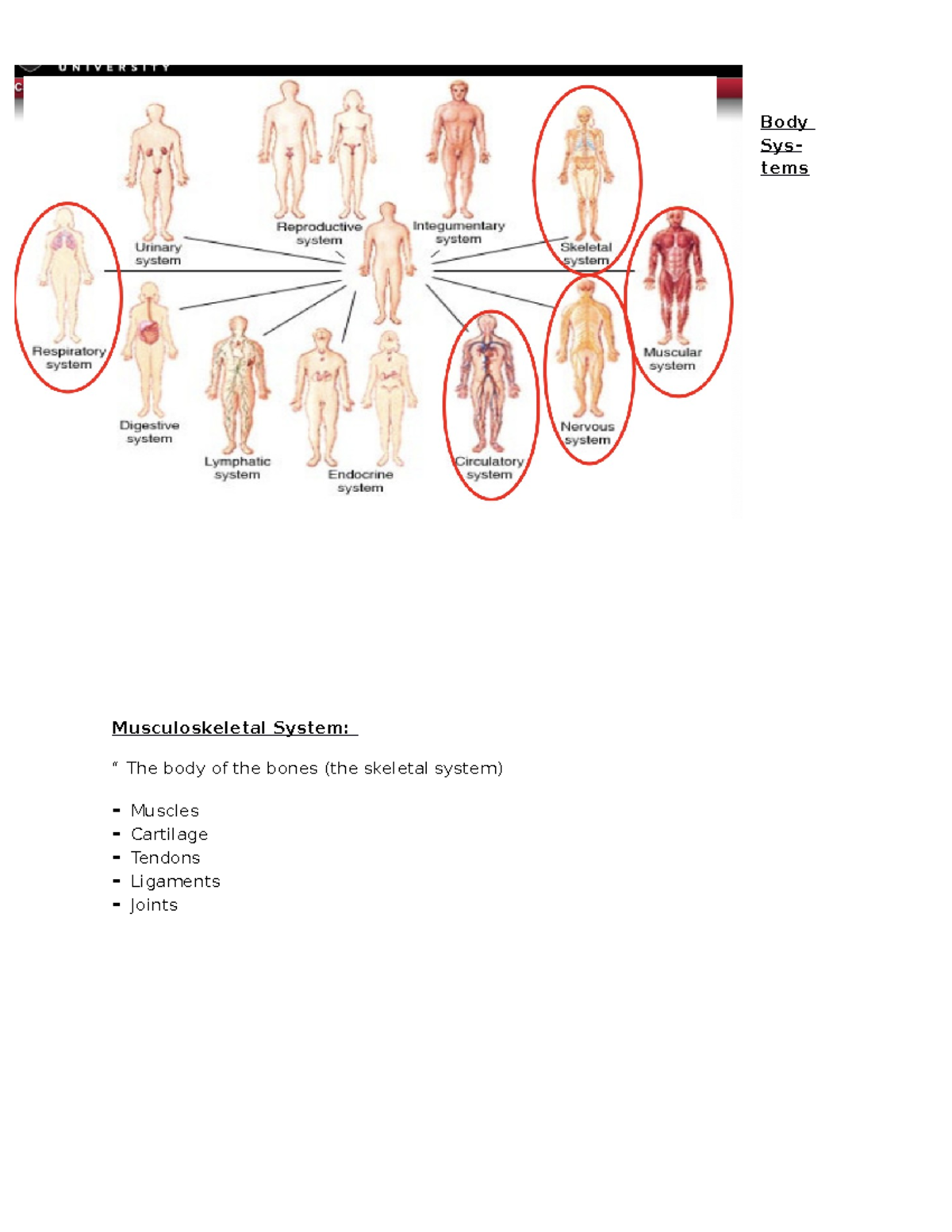 Health LEC 3 - Lecture notes 3 - Body Systems Musculoskeletal System ...