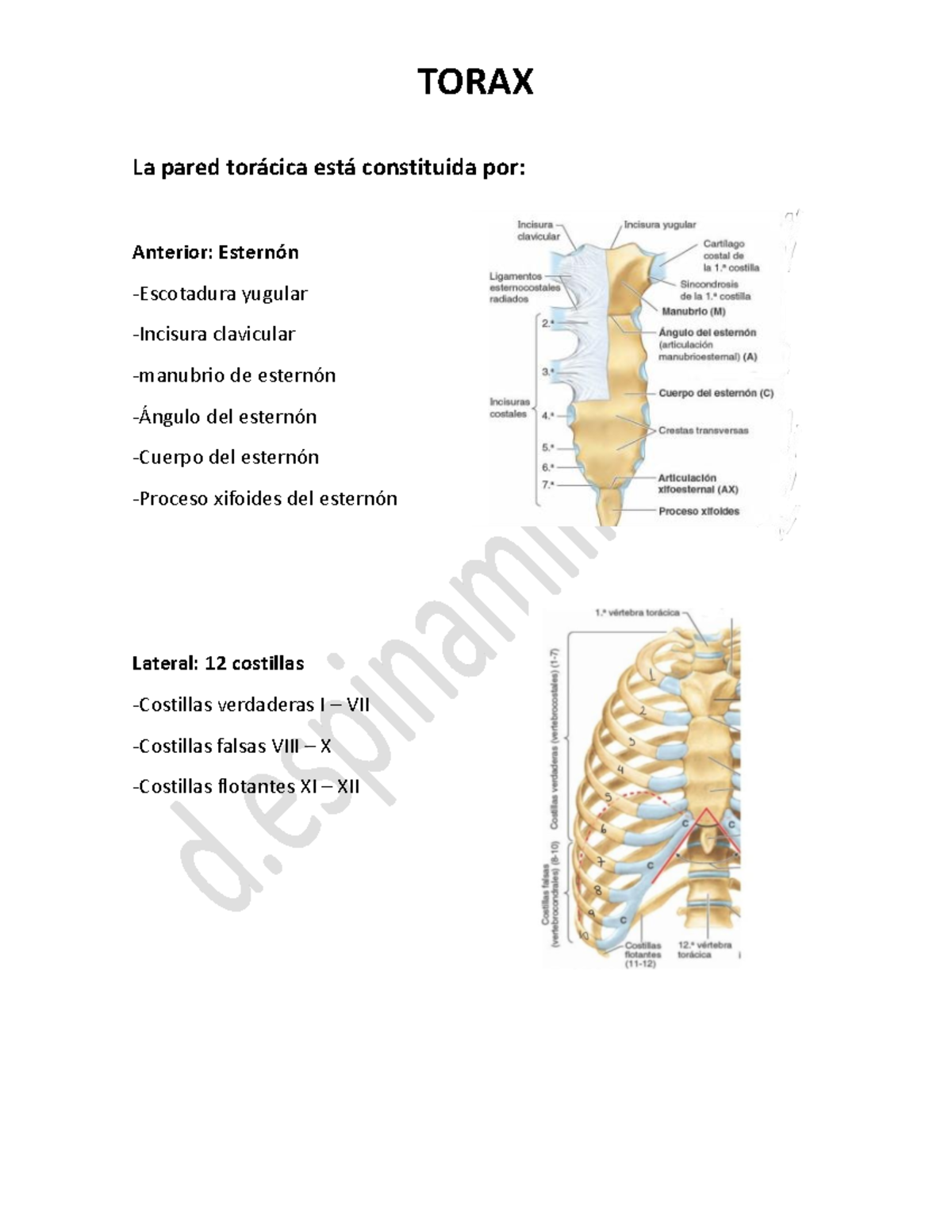 Torax - resumen de tórax - La pared torácica está constituida por ...