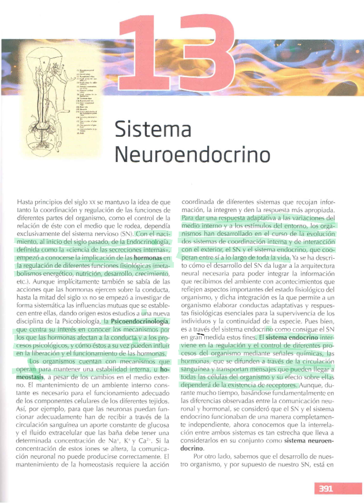 Psicobiologia 13 - Resumen tema 13 - Fundamentos de Psicobiología - Studocu
