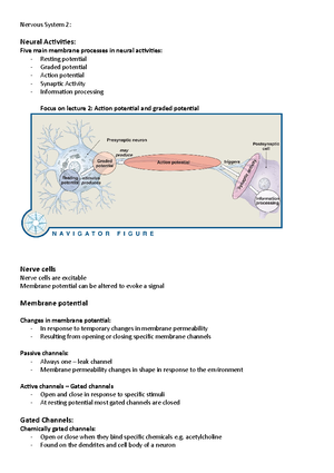 Protein Synthesis - HUMAN PHYSIOLOGY 1 CELL BIOLOGY 3 – PROTEIN ...