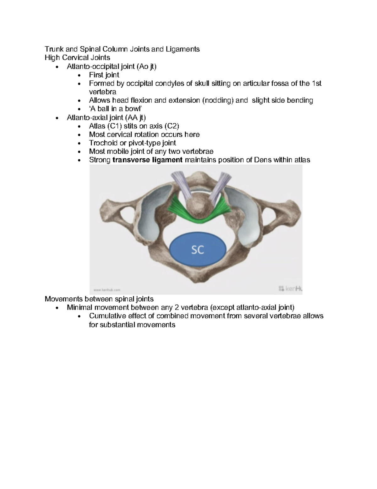 Lecture 18 - Trunk AND Spine - Trunk and Spinal Column Joints and ...