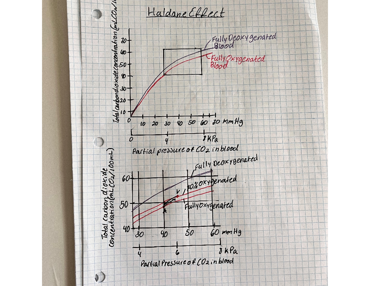 Haldane and Bohr Effect - BIOL 2401 - Studocu