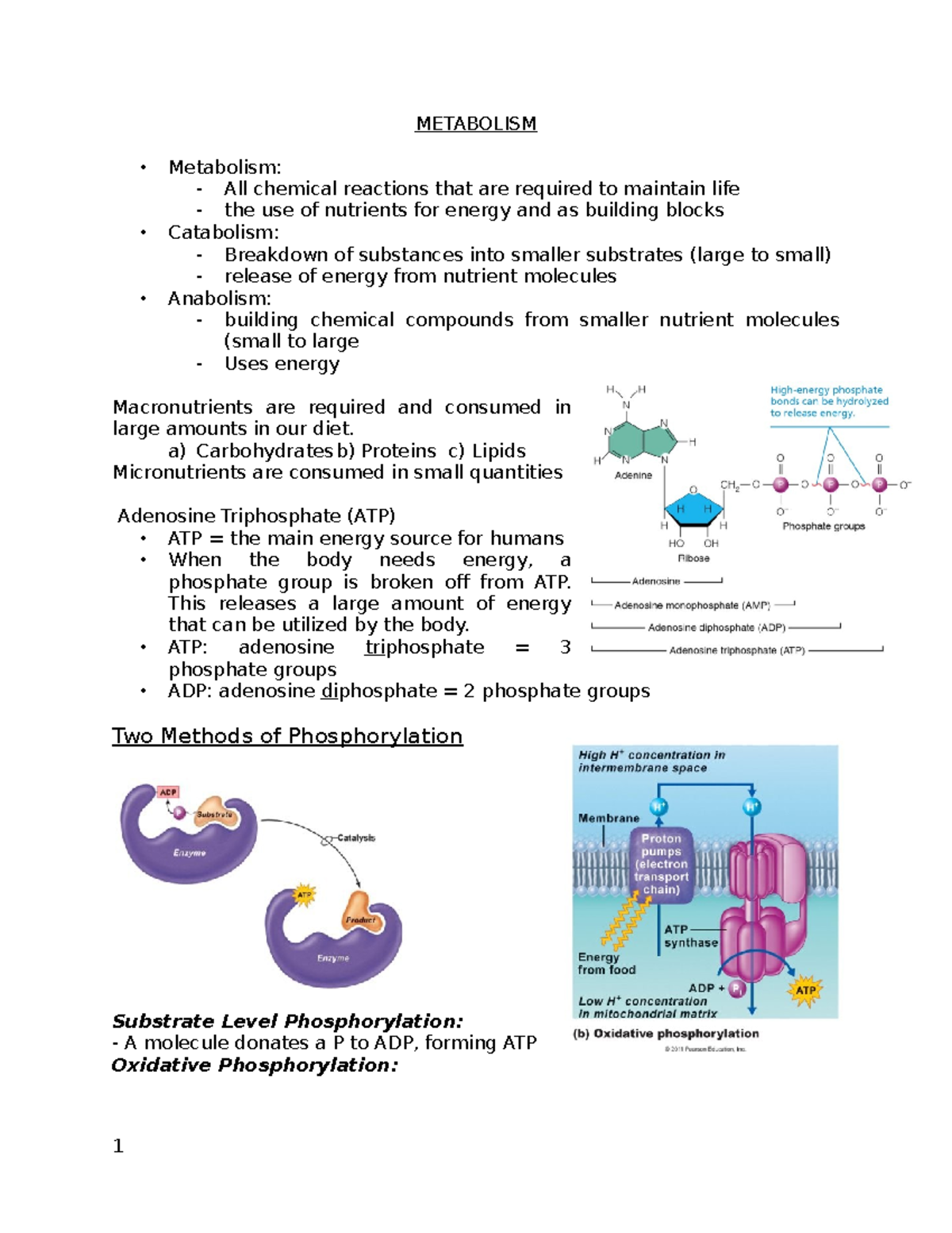 PHYS. Metabolism Notes - METABOLISM Metabolism: All chemical reactions ...
