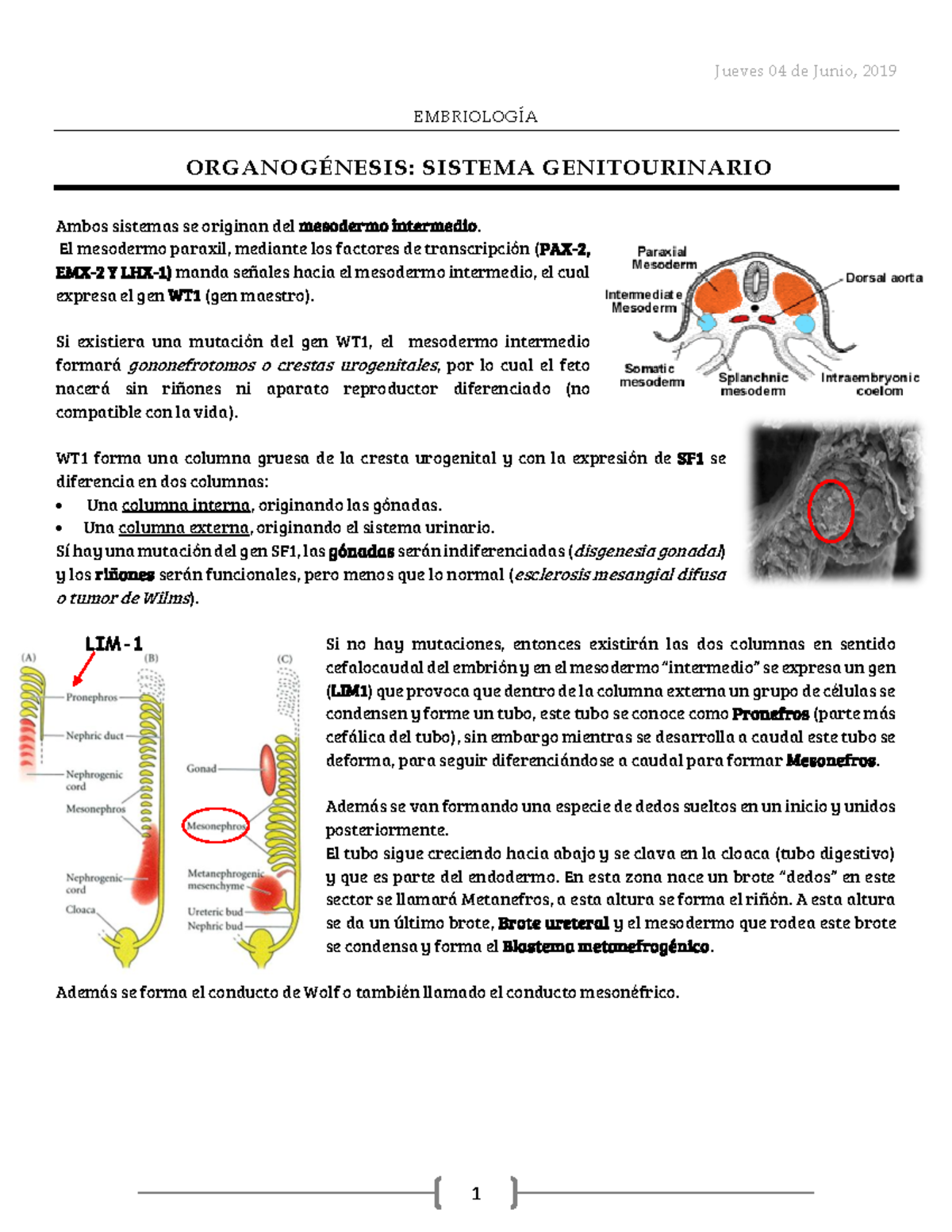 Organogénesis Sistema Urogenital - EMBRIOLOGÍA ORGA NOGÉNESIS: SIST EMA ...