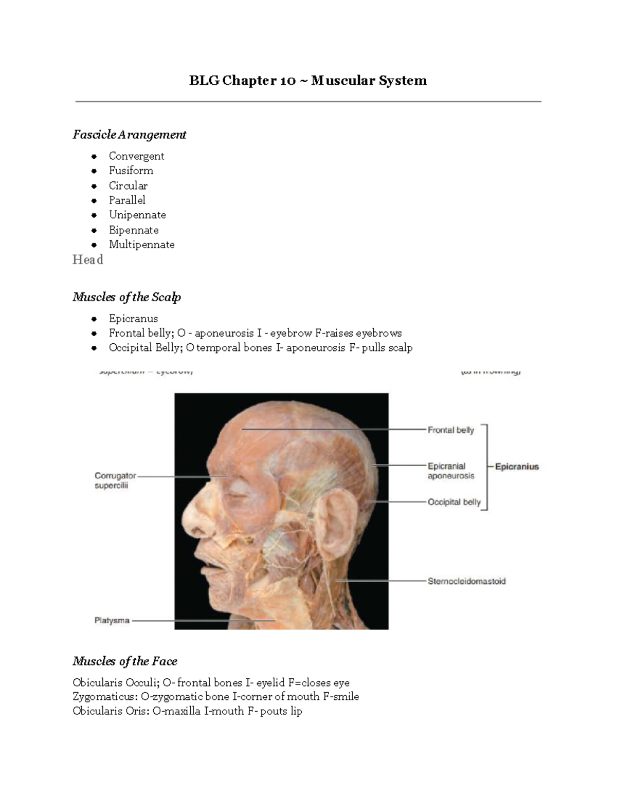 BLG Chapter 10 ~ Muscles - BLG Chapter 10 ~ Muscular System Fascicle ...