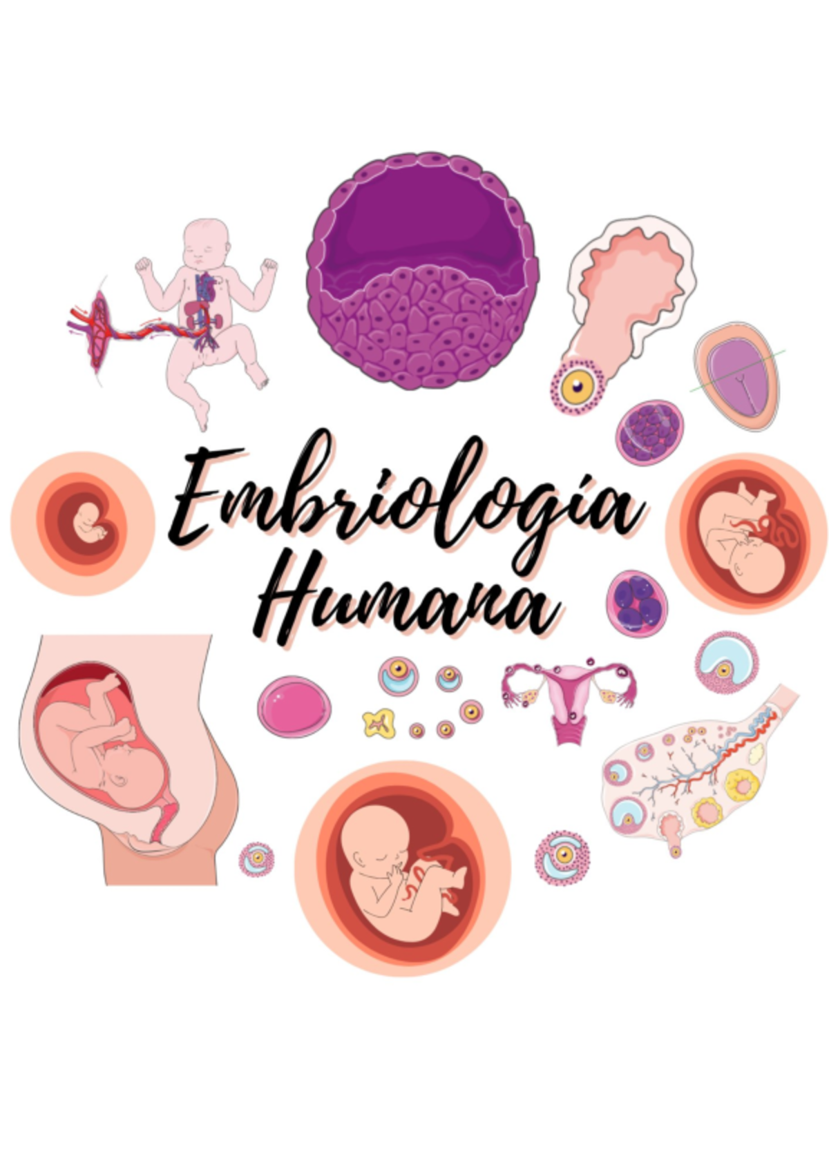 Temario EmbriologíA - Teoría sobre embriología - Embriología e ...
