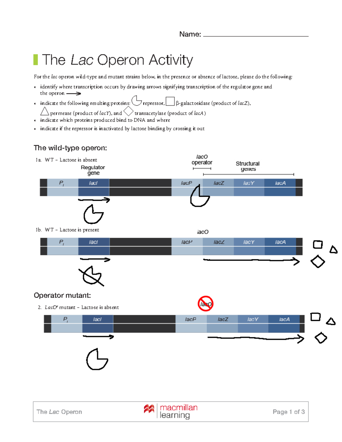 Lac operon worksheet - Name: The Lac Operon Page 1 of 3 The Lac Operon ...