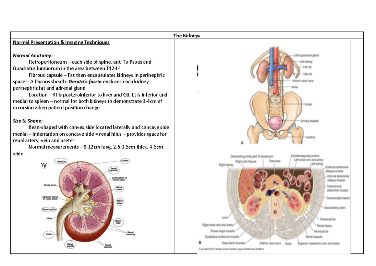 MEDS12002 - 6 - Kidneys - Normal Presentation Imaging Techniques Normal ...