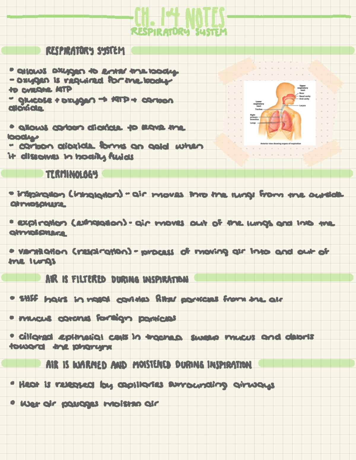 Biology Ch. 14 Notes - lit . 14 NOTES RESPIRATORY SYSTEM RESPIRATORY ...