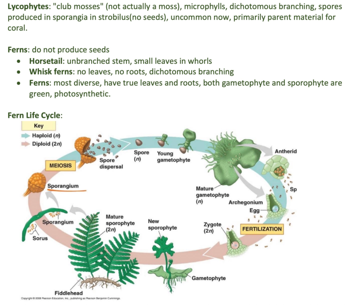 Lecture 5 Notes - Lycophytes: (not actually a moss), microphylls ...