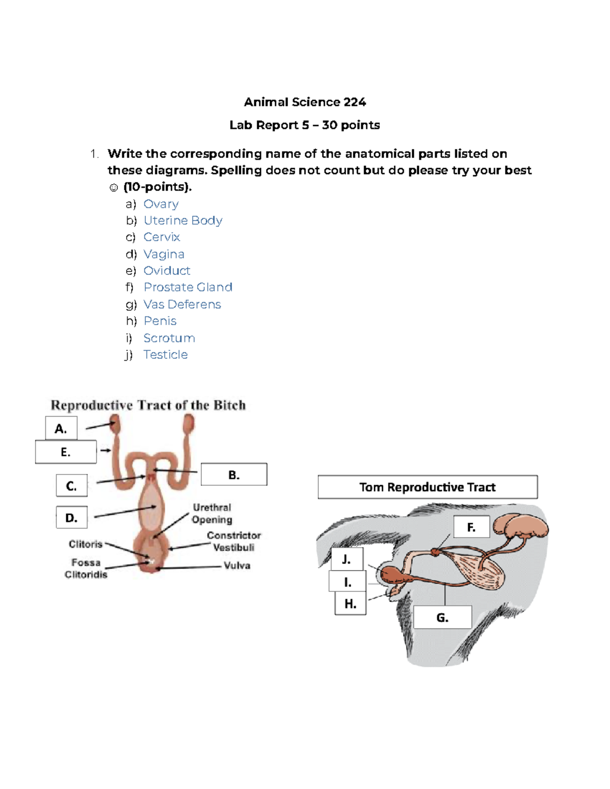 Lab Report - An S 224 - Reproduction Lab - Animal Science 224 Lab ...