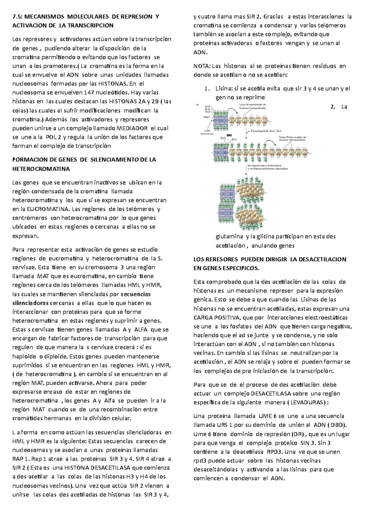 ARN 5S - apuntes - ARN 5S El ARN 5S es una molécula de ARN esencial ...