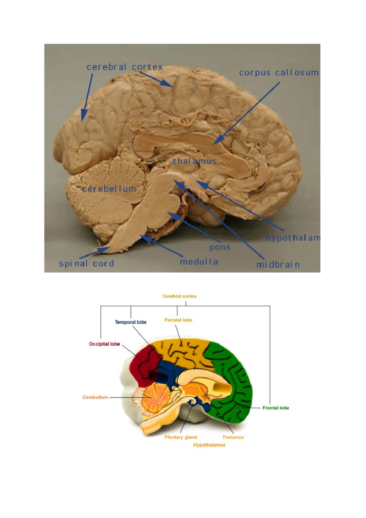 Neuro parts - Summary Engineering Mechanics - 048321 - Studocu