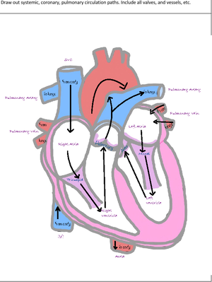 Ch. 4 immune - immune response Barriers & inflammatory response with ...