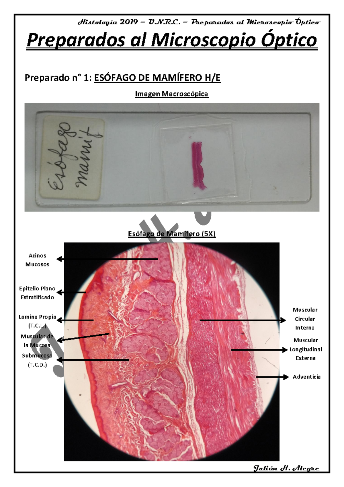 Preparados 2do Parcial - Preparados al Microscopio Óptico Preparado n ...