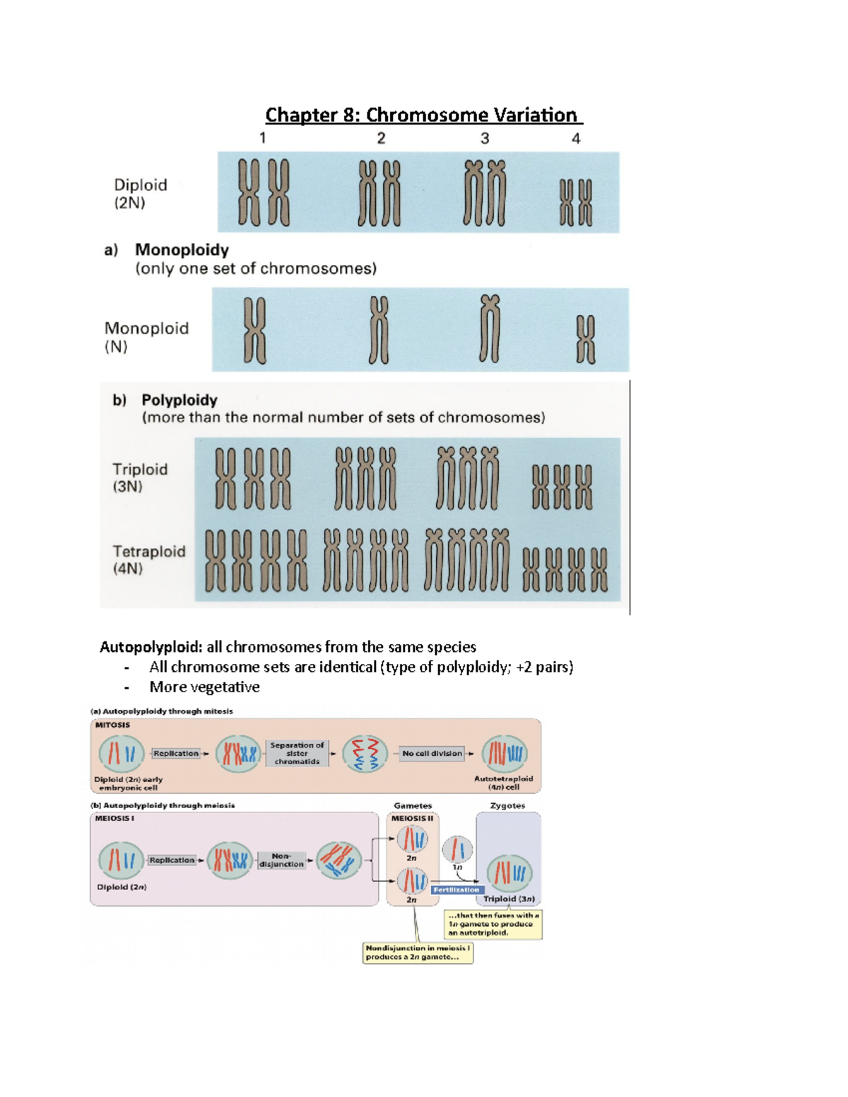 MBG lecture - Chromosome Variation - Chapter 8: Chromosome Variation Autopolyploid: all ...