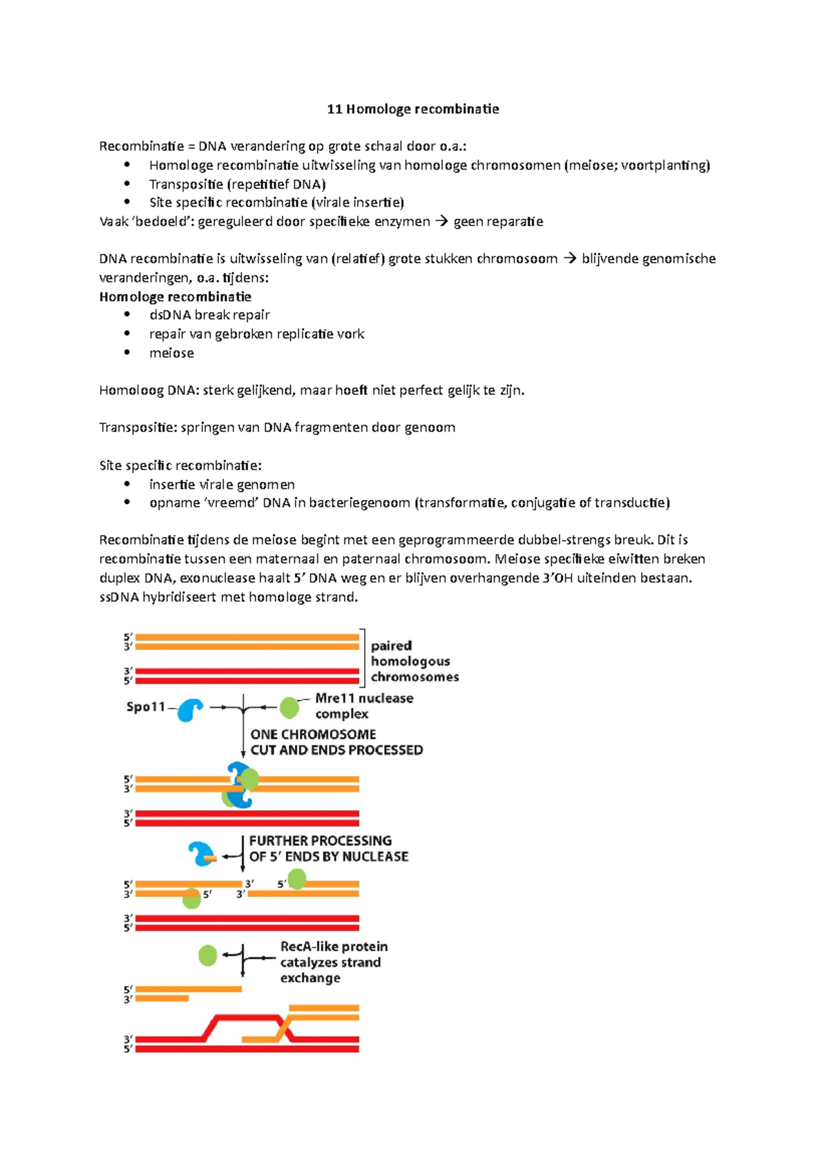 Moleculaire biologie 11 Homologe recombinatie - 11 Homologe ...