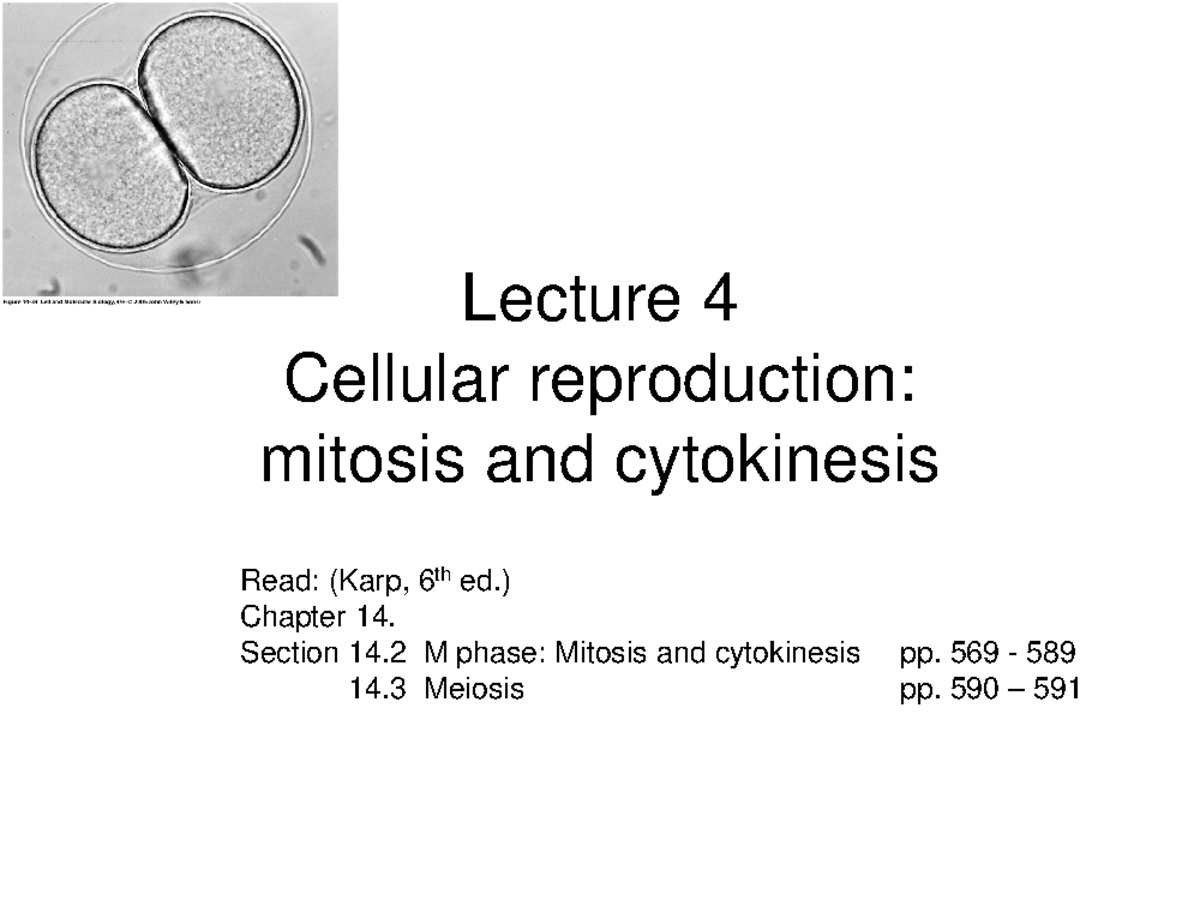 Lecture notes, lectures 4 - mitosis - Lecture 4 Cellular reproduction ...