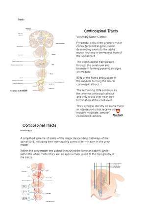 Neuroanatomy Revision - Facet joint innervation Innervated by two small ...