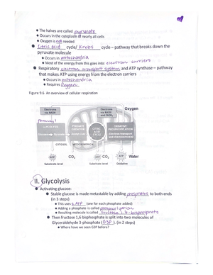 Lab 6 - Lab 6 answers for Dale McGabe - Lab 6: Photosynthesis Purpose ...