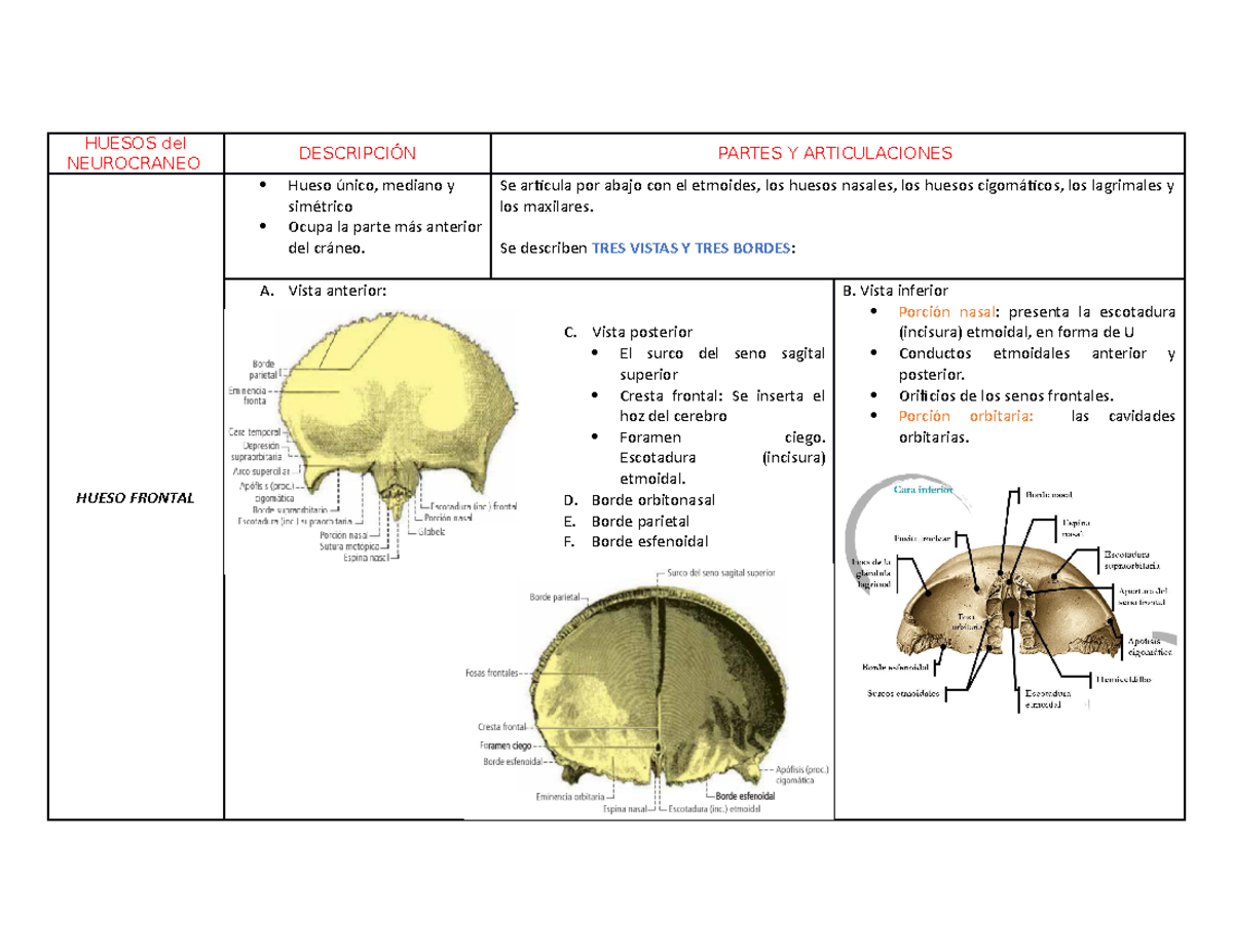 HUESOS DEL NEUROCRANEO Y DE LA CARA - HUESOS del NEUROCRANEO ...