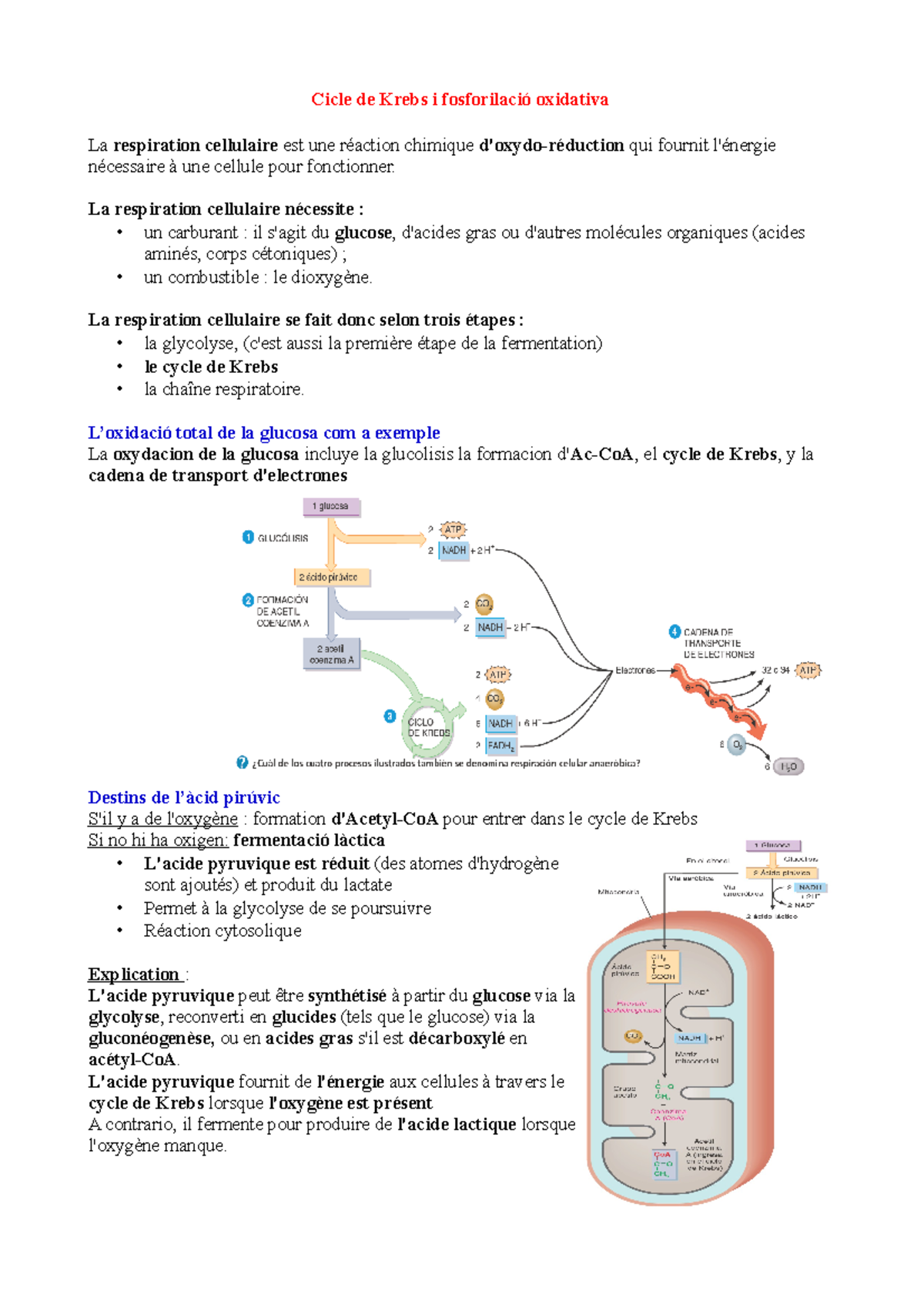 Biologie cours 20 cycle de krebs - Cicle de Krebs i fosforilació ...