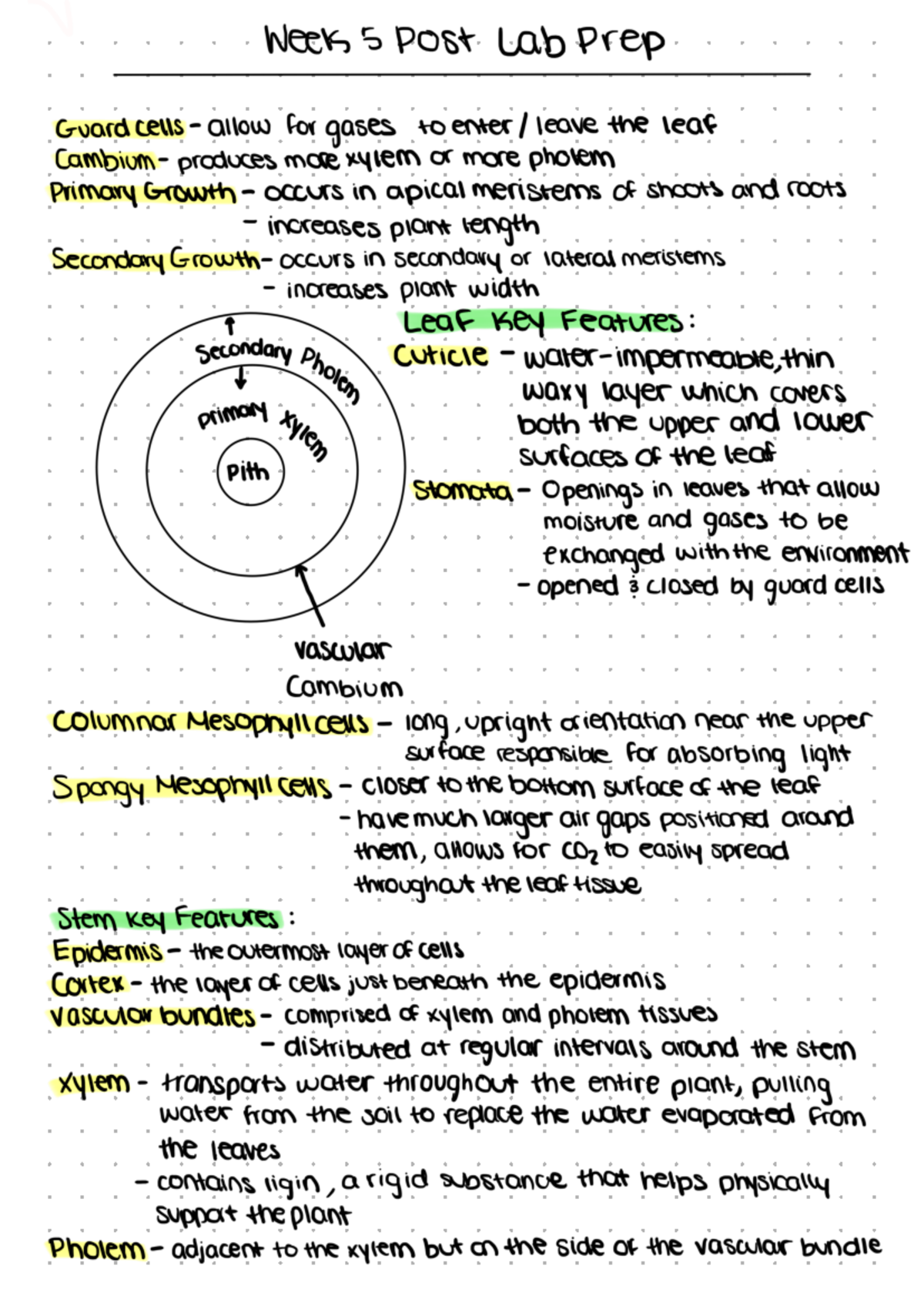 Post Lab Quiz Week 5 Study Guide - Week 5 Post Lab Prep Guard cells allow for gases to enter ...