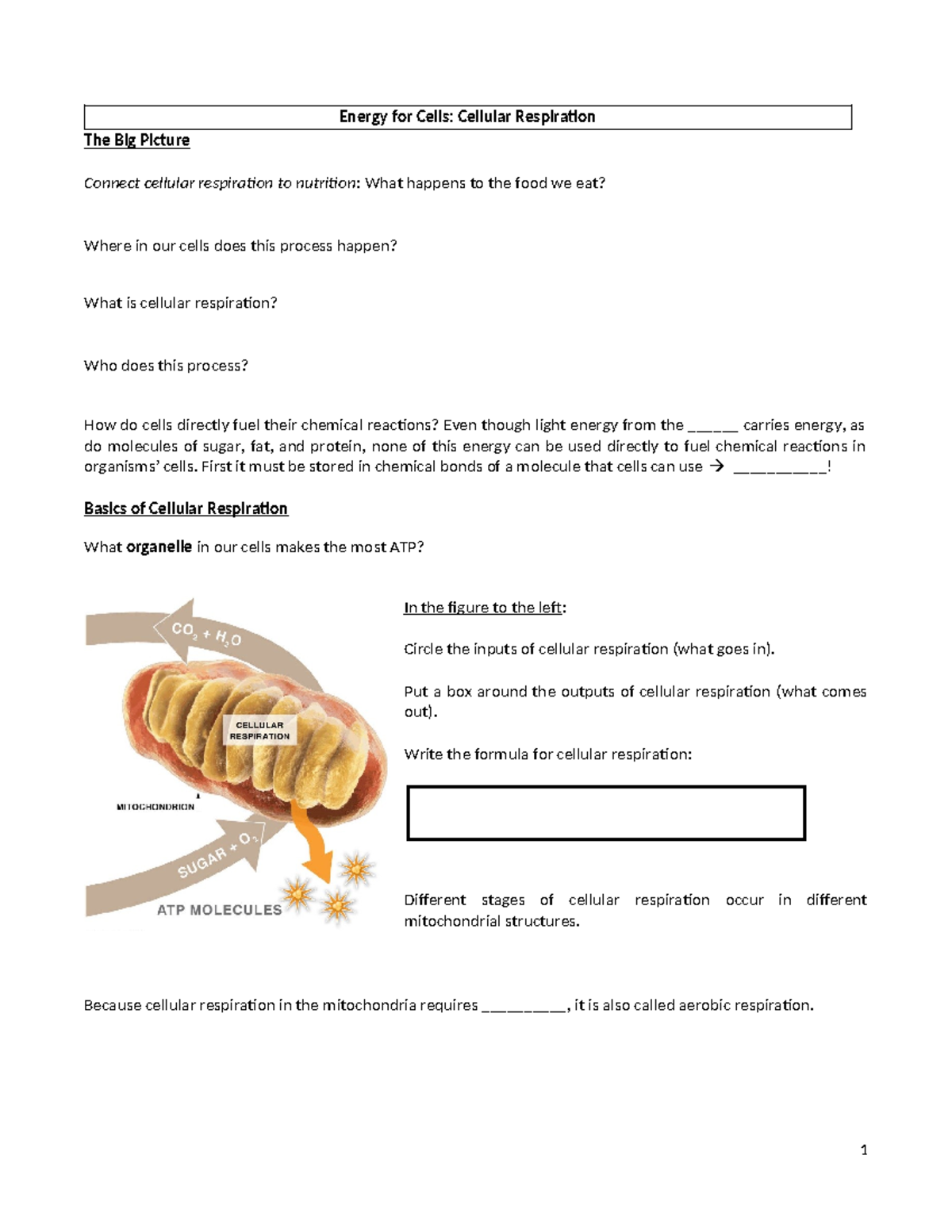 BIOL 1110 Respiration Outline 202180 - Energy for Cells: Cellular ...