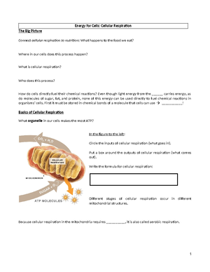 BIOL 1110 CR Case Study Answer Sheet - BIOL 1110: Cell Respiration Case ...