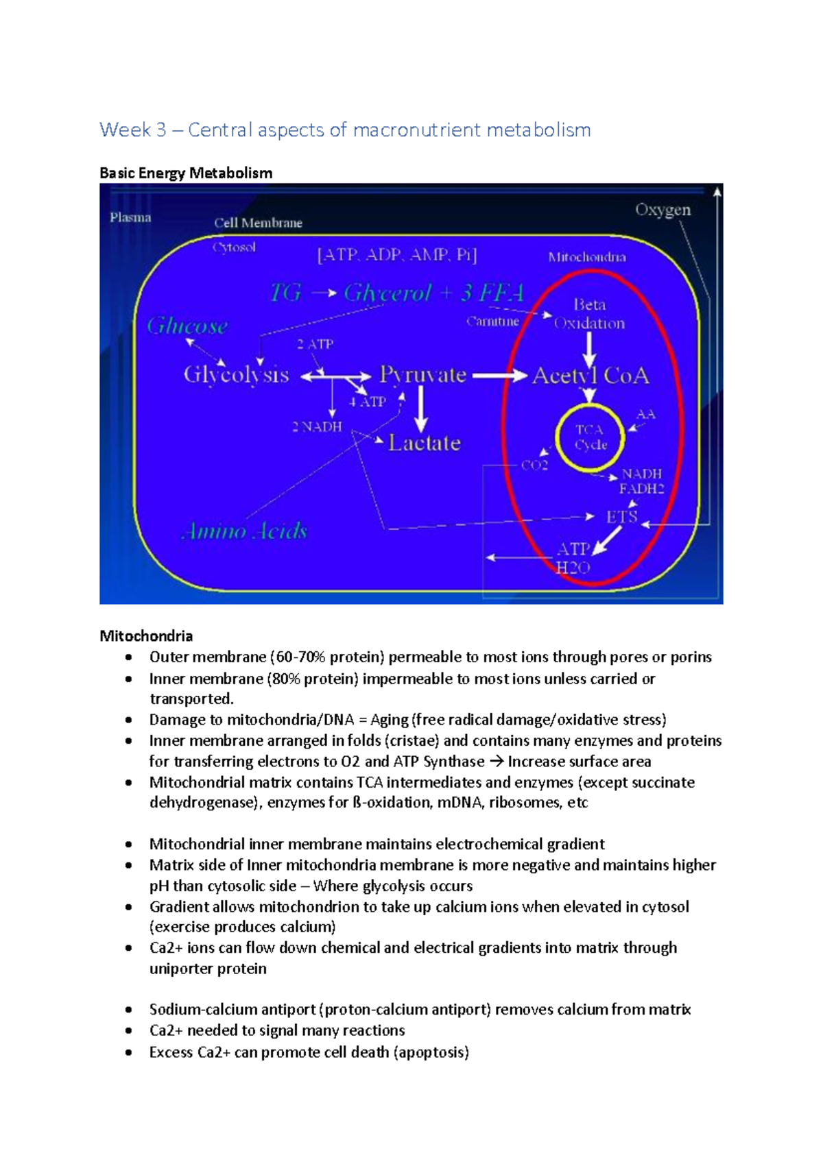 Week 3 - Biochem full notes - Week 3 – Central aspects of macronutrient ...