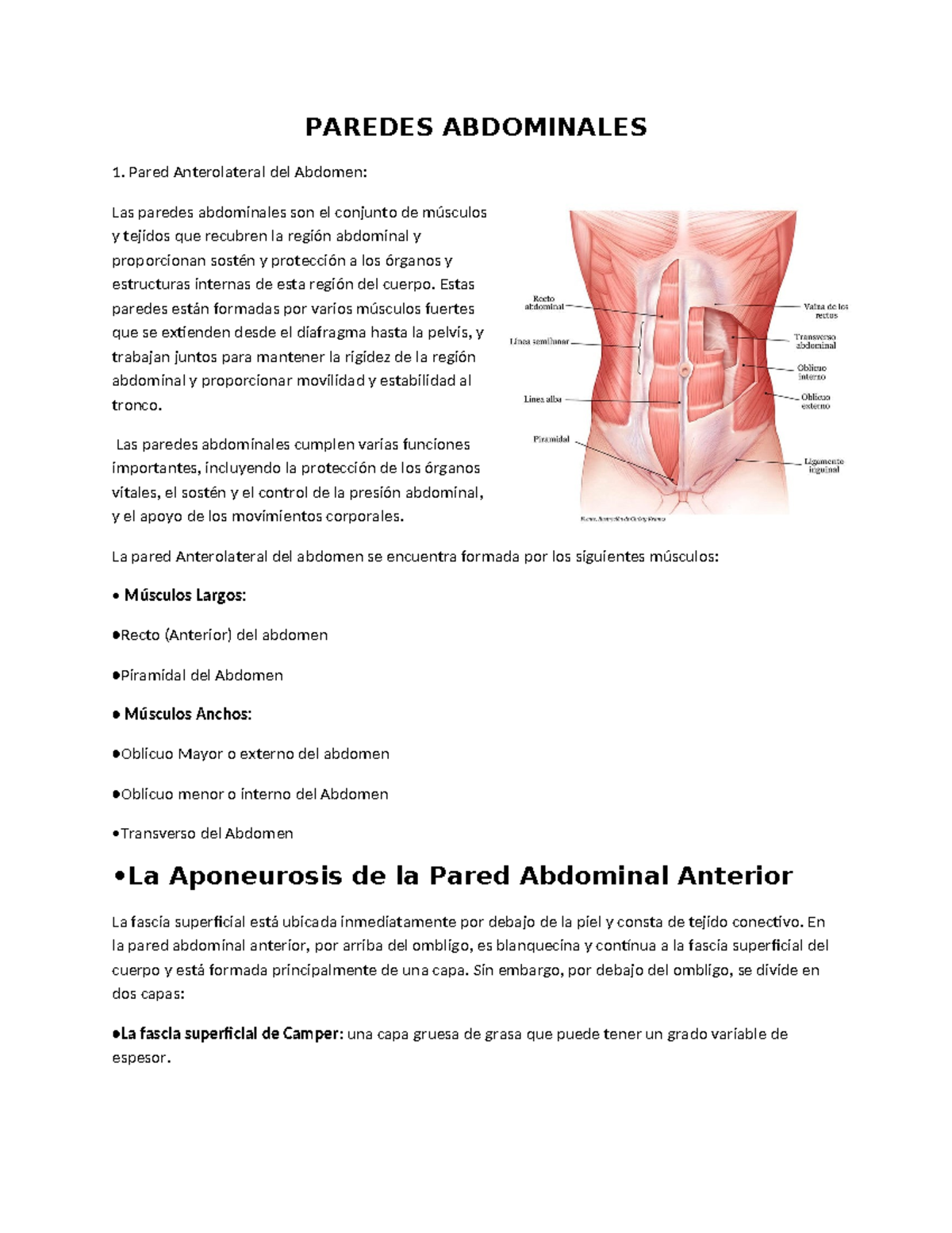 Paredes del abdomen - PAREDES ABDOMINALES Pared Anterolateral del ...