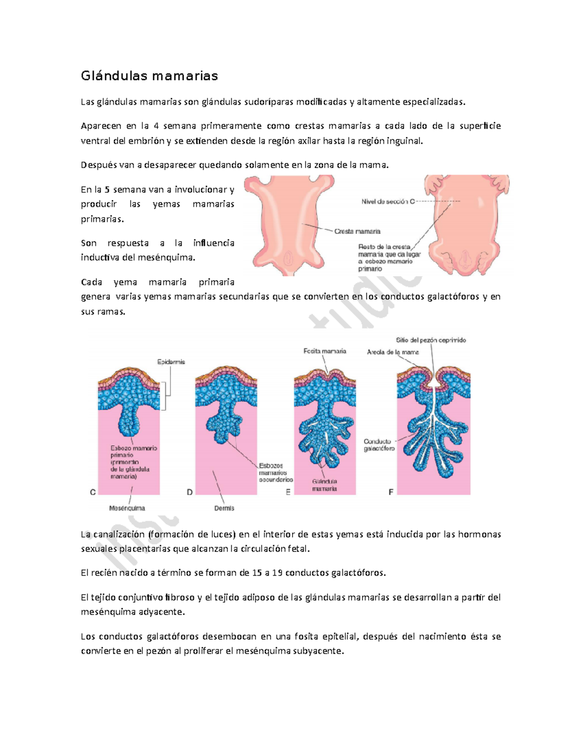 Glándulas mamarias - Embriologia Clinica - Glándulas mamarias Las ...
