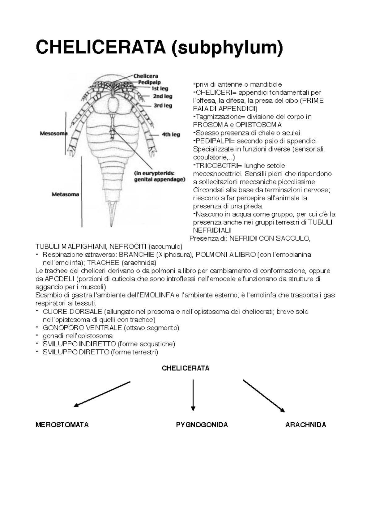Chelicerata - Appunti di Zoologia,Facoltà di Scienze Matematiche ...