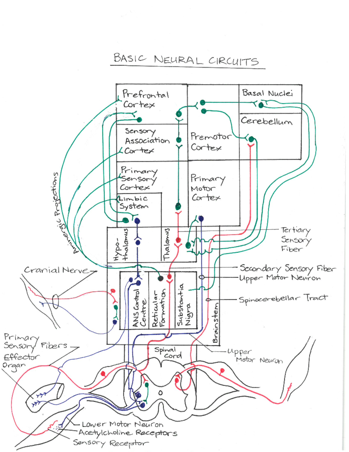 Basic Neural Circuits - BASIC NEURAL CIRCUITS Prefrontal Basal Nuclei ...