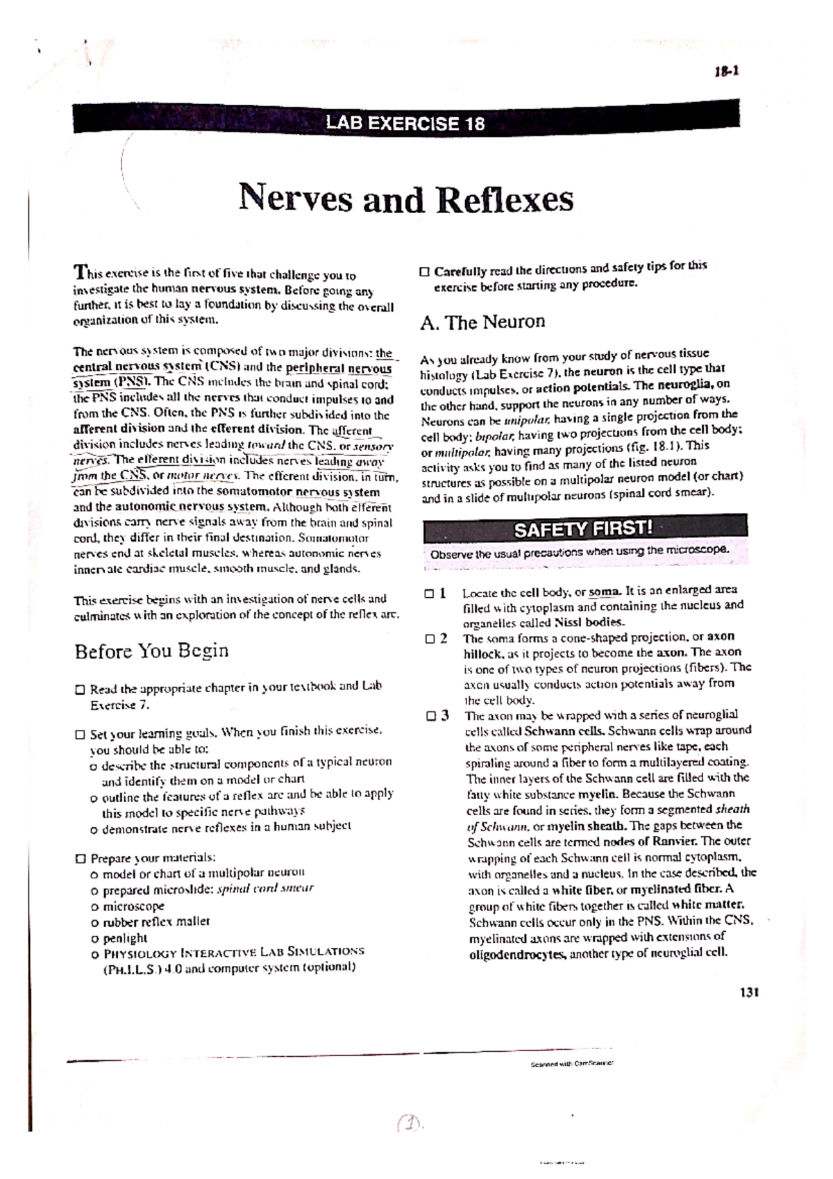 Nervous System - LAB EXERCISE 18 Nerves and Reflexes This exercise is ...