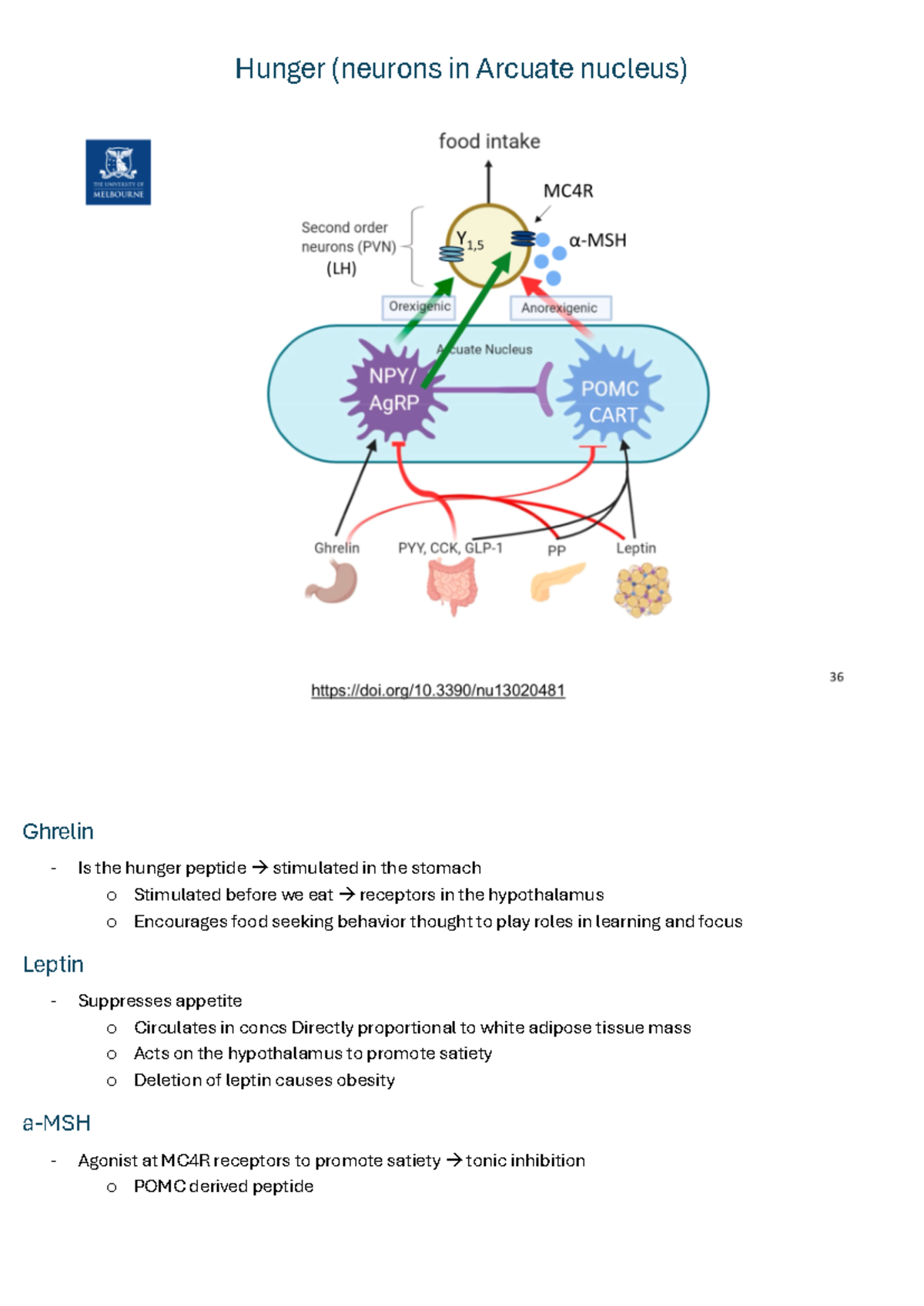 Cheat sheet for Pharm MST 2 - Hunger (neurons in Arcuate nucleus ...