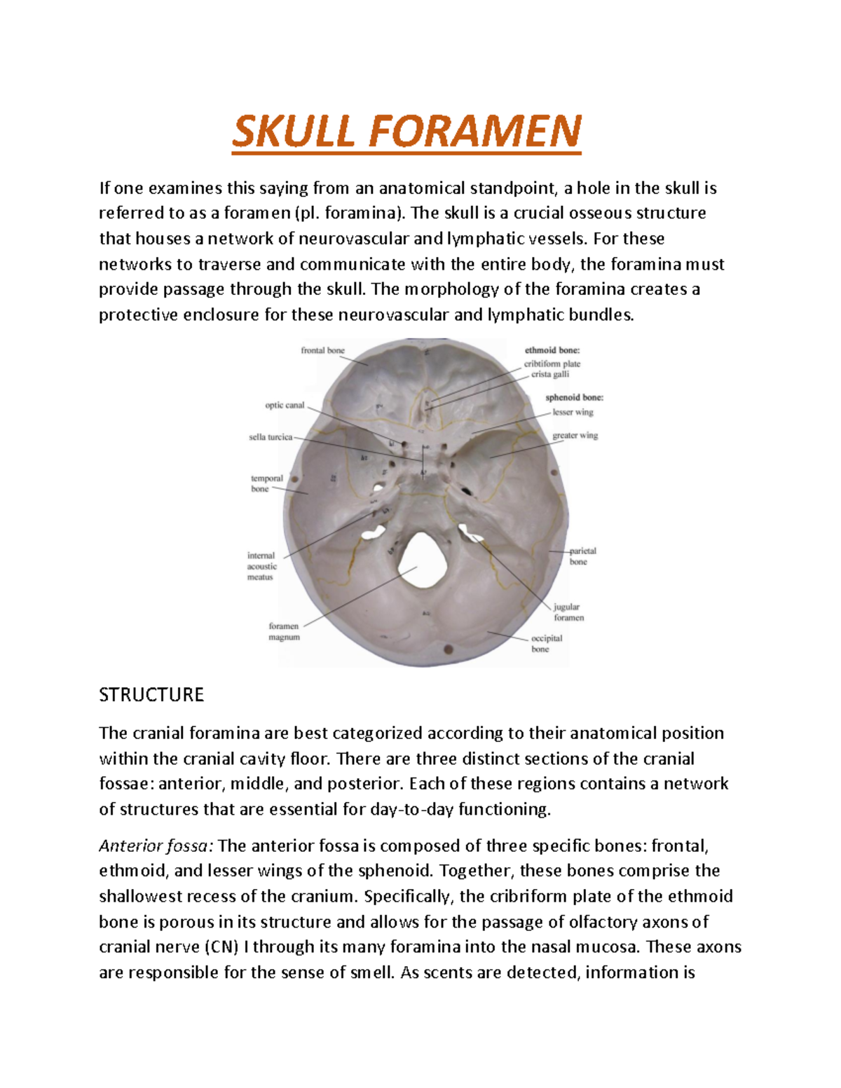 Skull Foramen - SKULL FORAMEN If one examines this saying from an ...