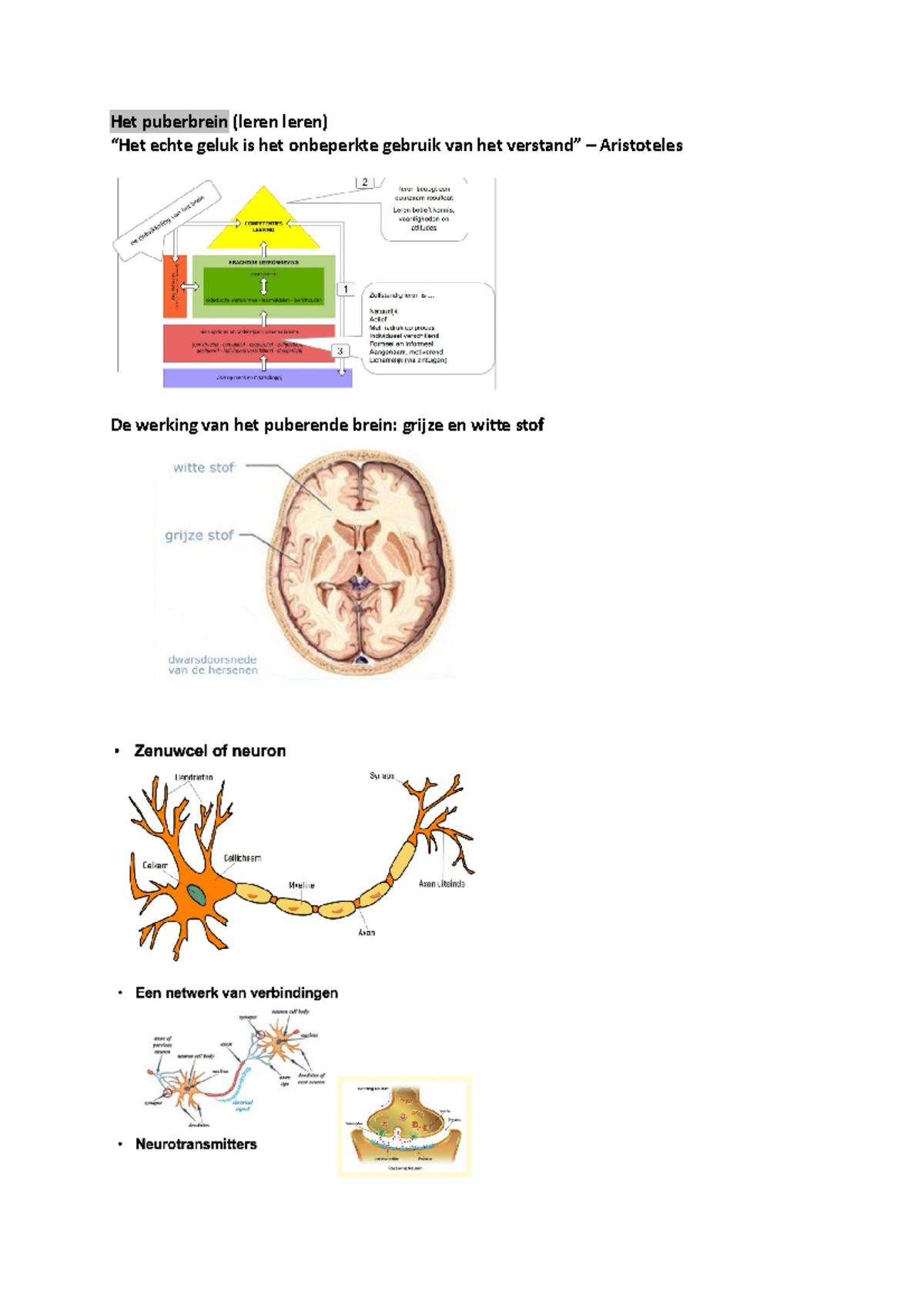 Het puberbrein - Cognitief (analyseren, memoriseren, structureren) 2 ...