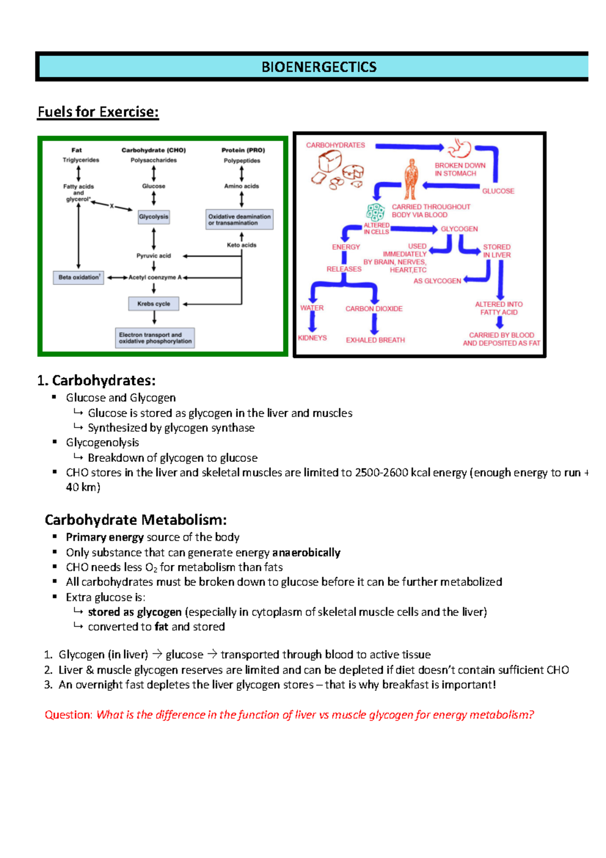 SW 232 - Bioenergetics Notes - BIOENERGECTICS Fuels for Exercise: 1 ...