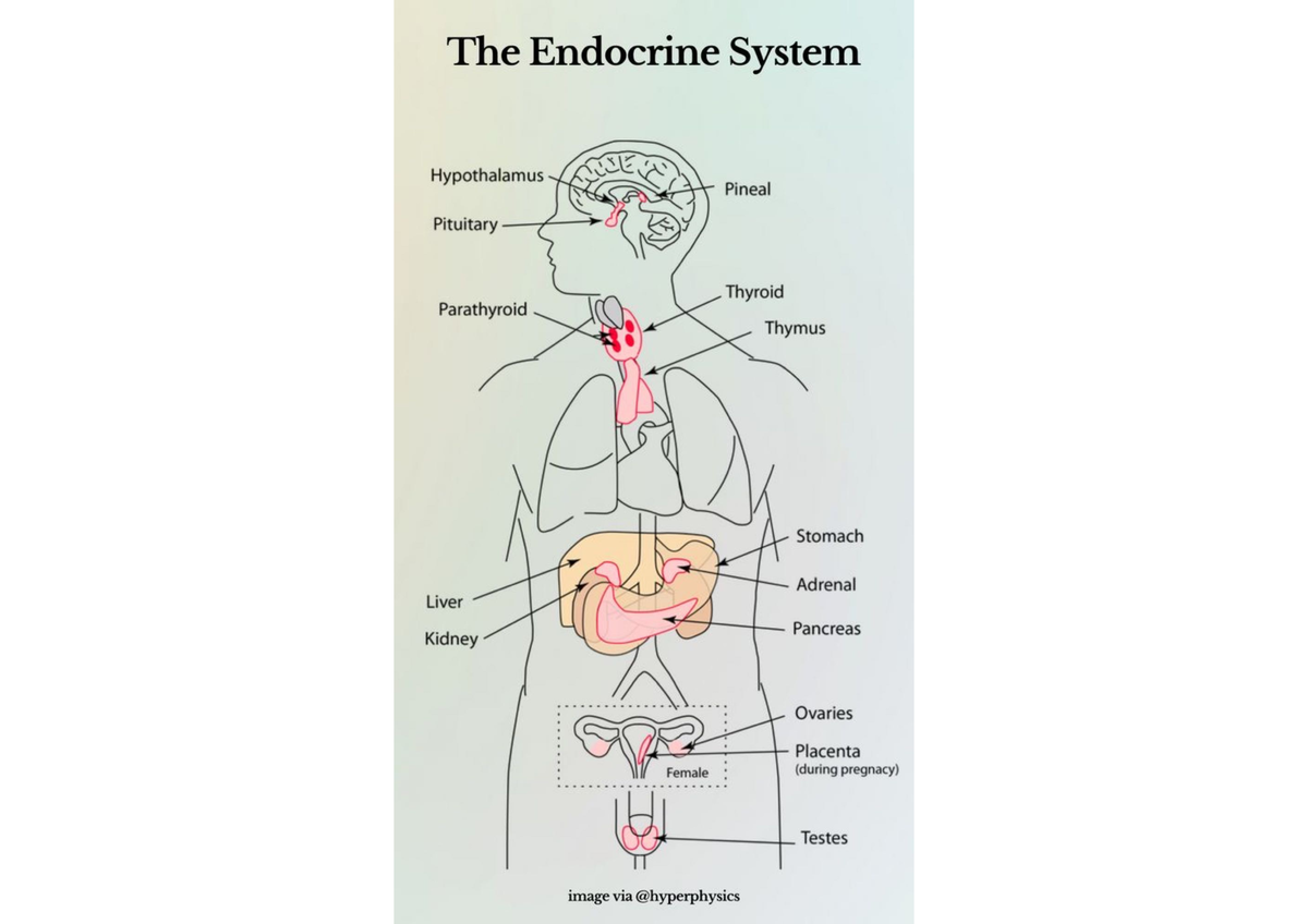 Learning with anatomy - The Endocrine System Hypothalamus Pineal ...
