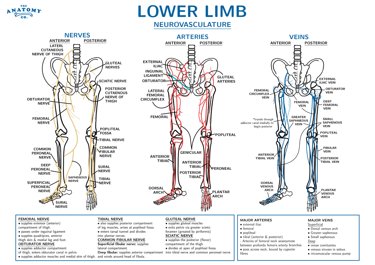 Lower Limb Vasculature Poster - Leicester - Studocu