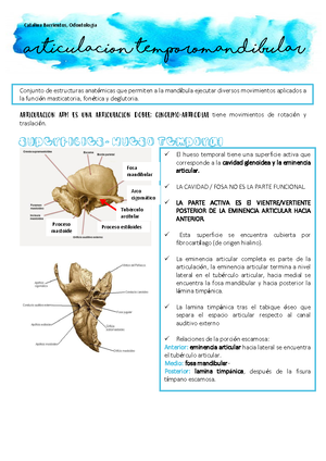 Anato solemne 1 - Frol ubicado en la porción superior, la escama del ...