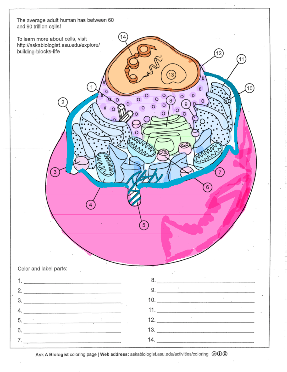 Cell Worksheets - Practice - The average adult human has between 60 and ...