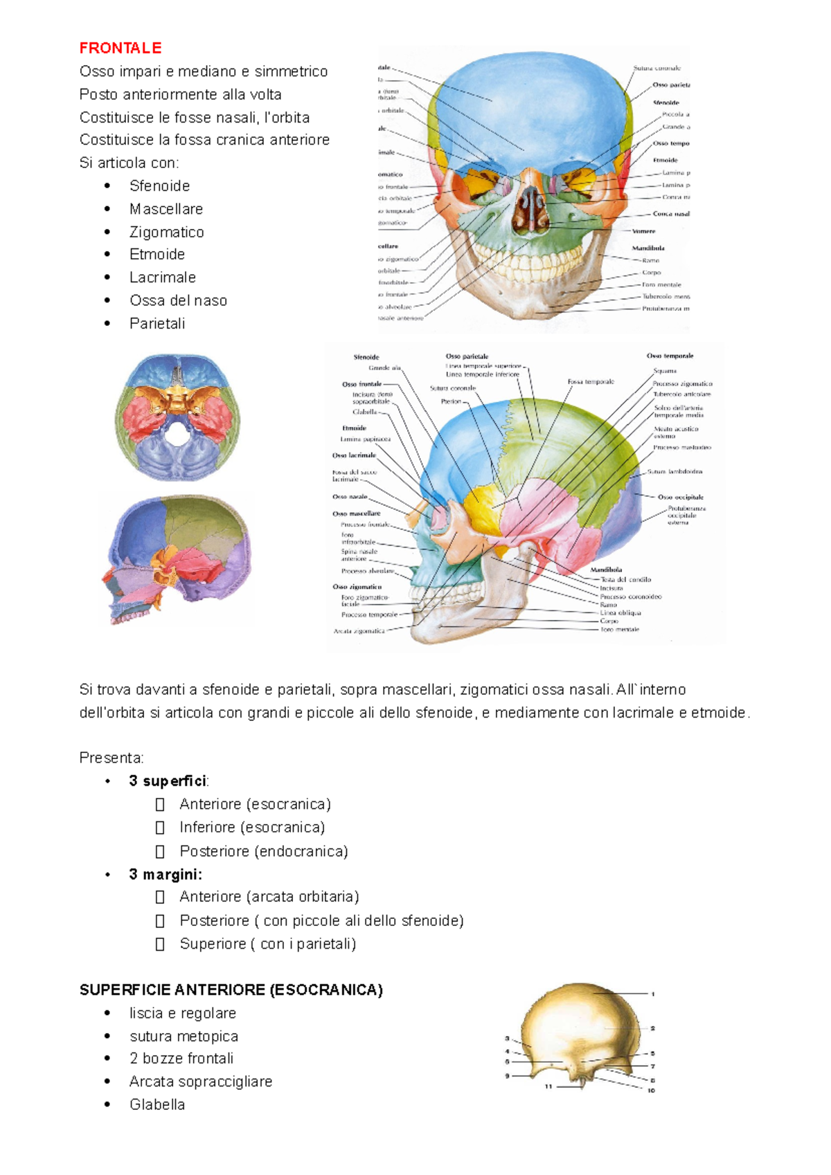 OSSA DEL Cranio - Frontale - FRONTALE Osso impari e mediano e ...