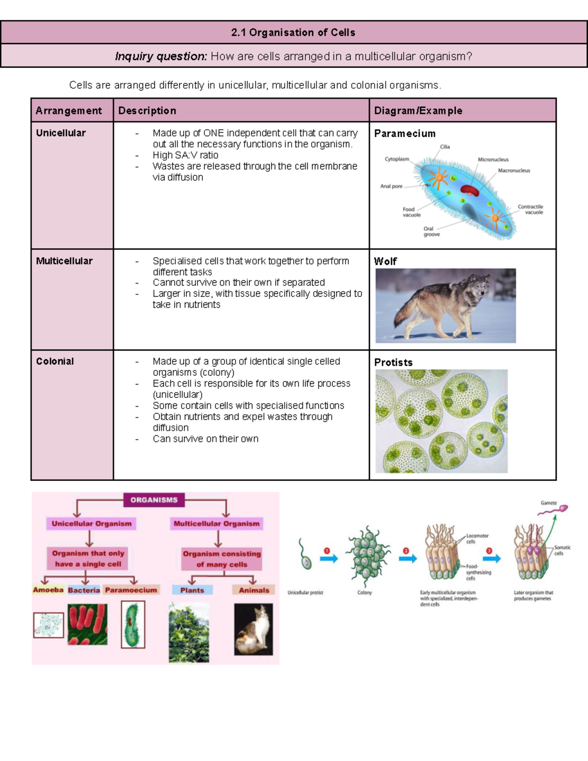 Yr11 Bio Notes - Google Docs (dragged) 4 - 2 Organisation of Cells ...