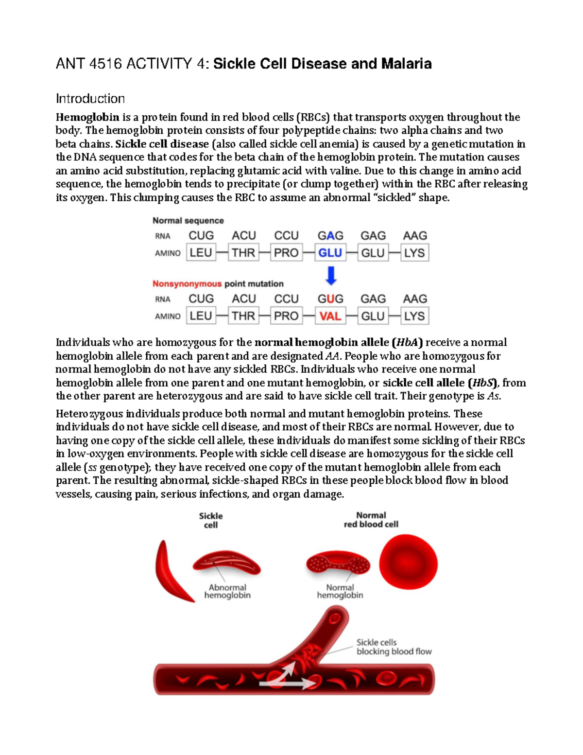 Activity 4 Worksheet - Population dynamics - ANT 4516 ACTIVITY 4 ...