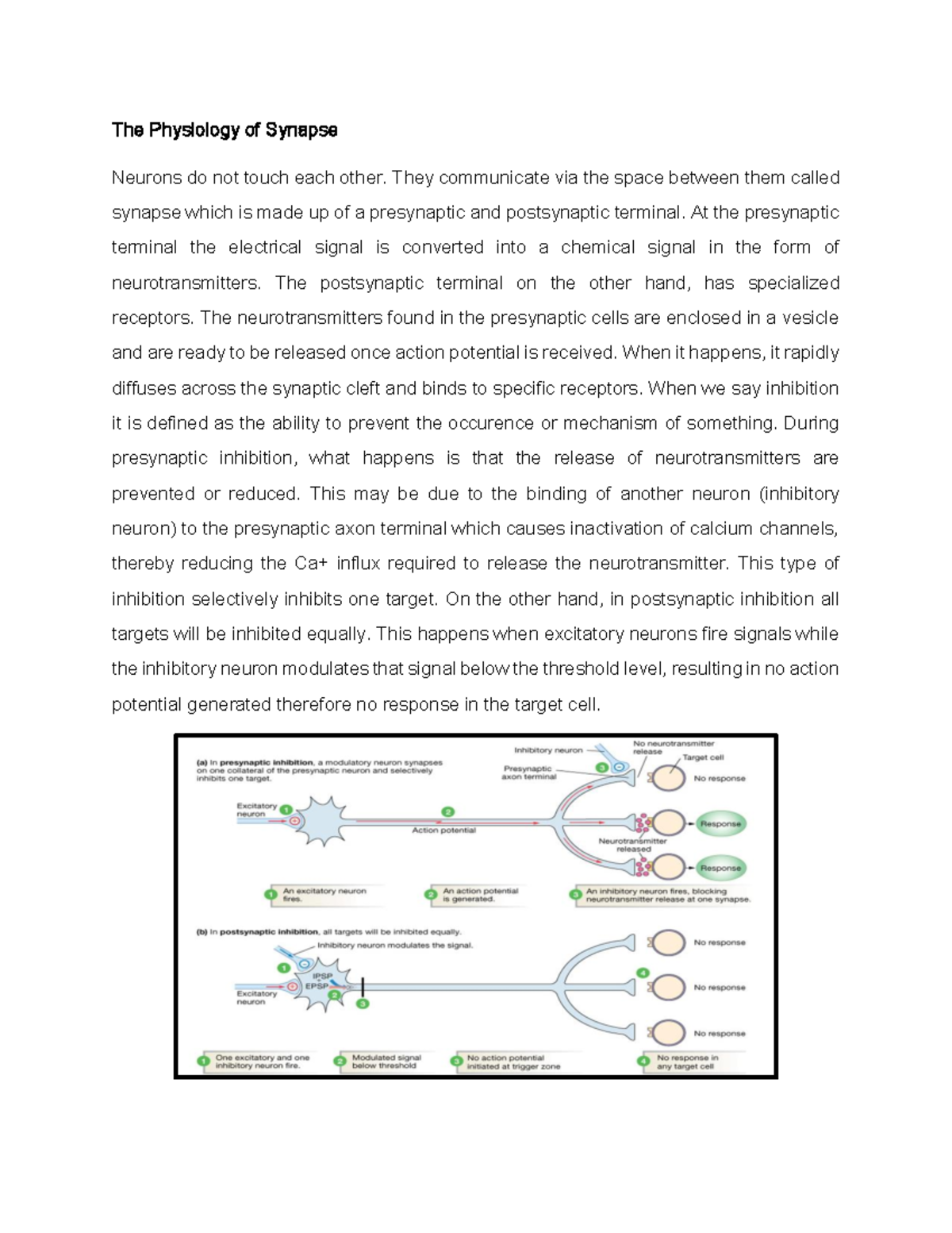 The Physiology of Synapse - The Physiology of Synapse Neurons do not ...