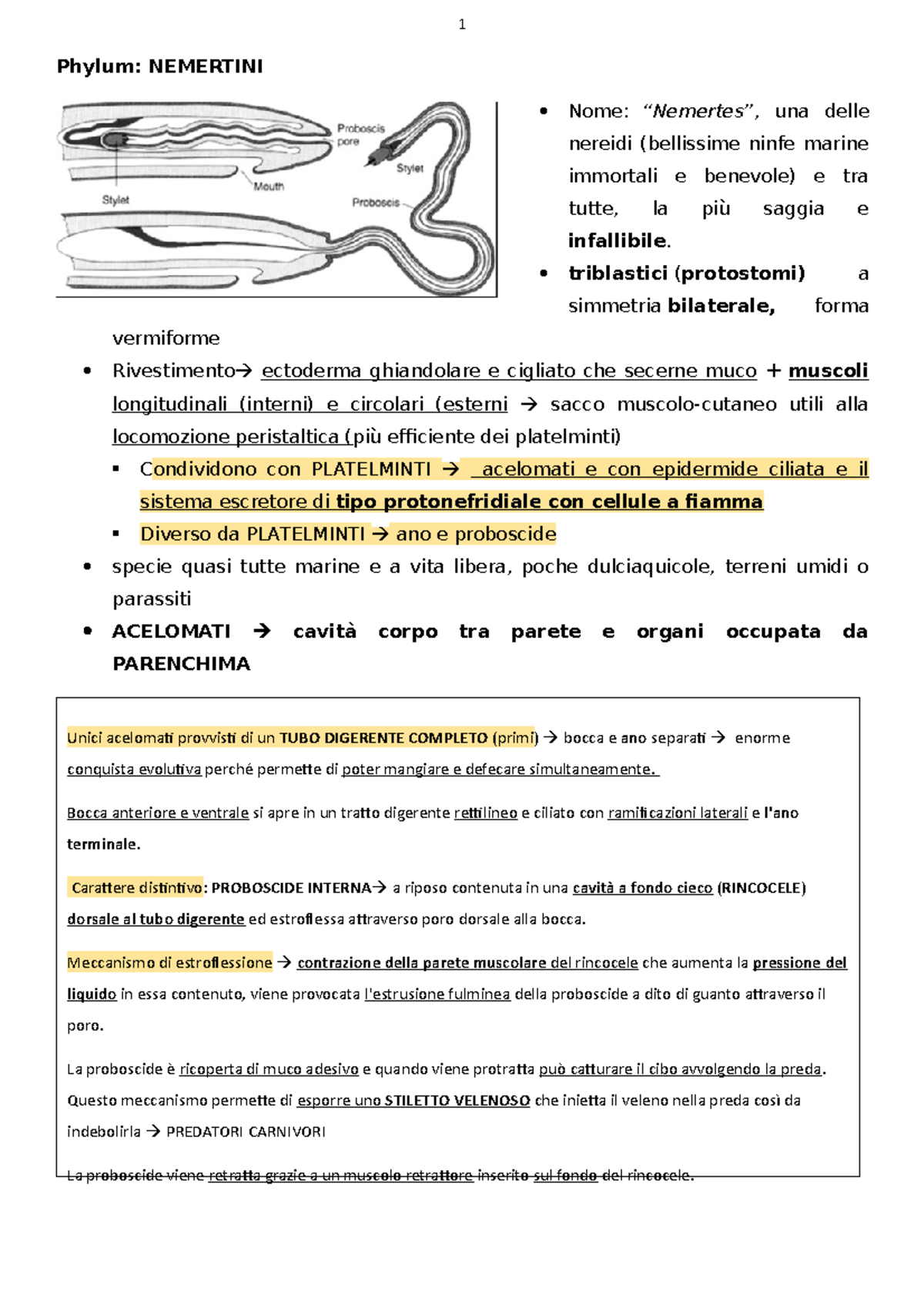 10- nemertini, sipuncula e anellidi - Phylum: NEMERTINI Nome: “Nemertes ...