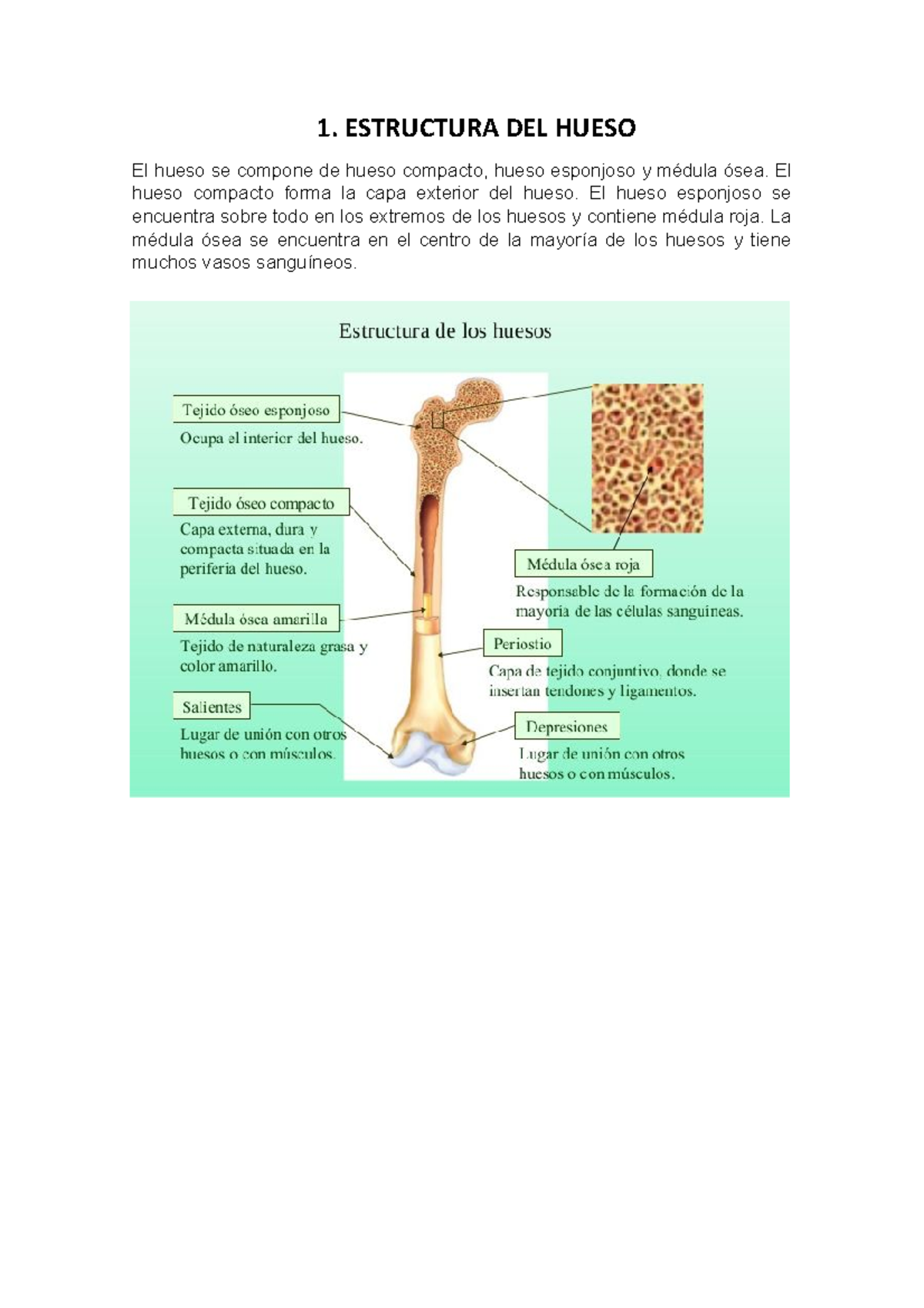 Anatomia - 1 DEL HUESO El hueso se compone de hueso compacto, hueso ...
