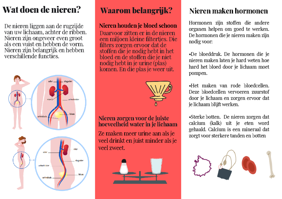 Nierinsufficiëntie- folder - Wat doen de nieren? Waarom belangrijk? De ...